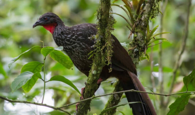 Pava Caucana, ave emblemática de Pereira – Tardeando