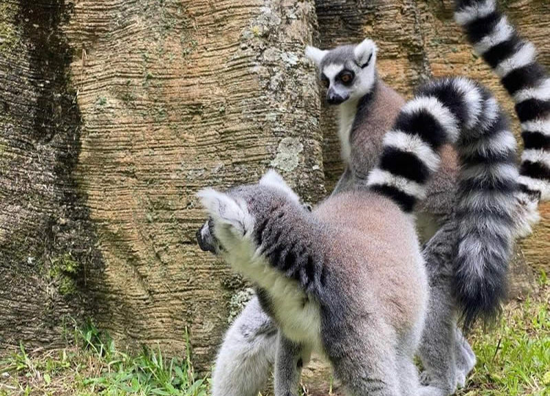 Bioparque Ukumarí le da la bienvenida a sus primeros Lémures – Tardeando